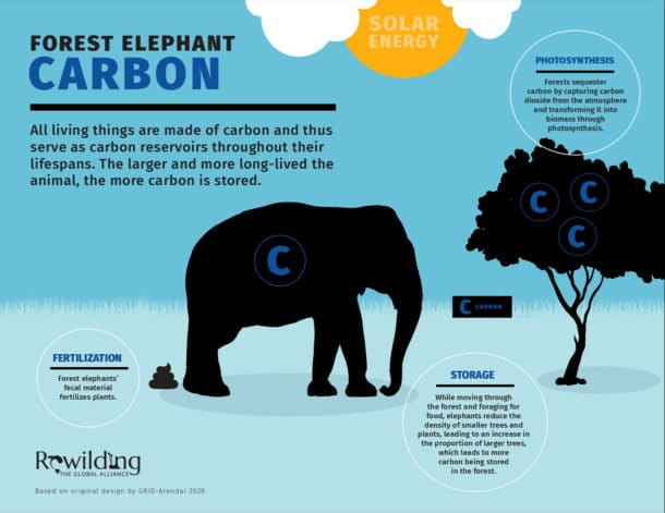 Animating the Carbon Cycle: Earth’s animals vital allies in CO2 storage