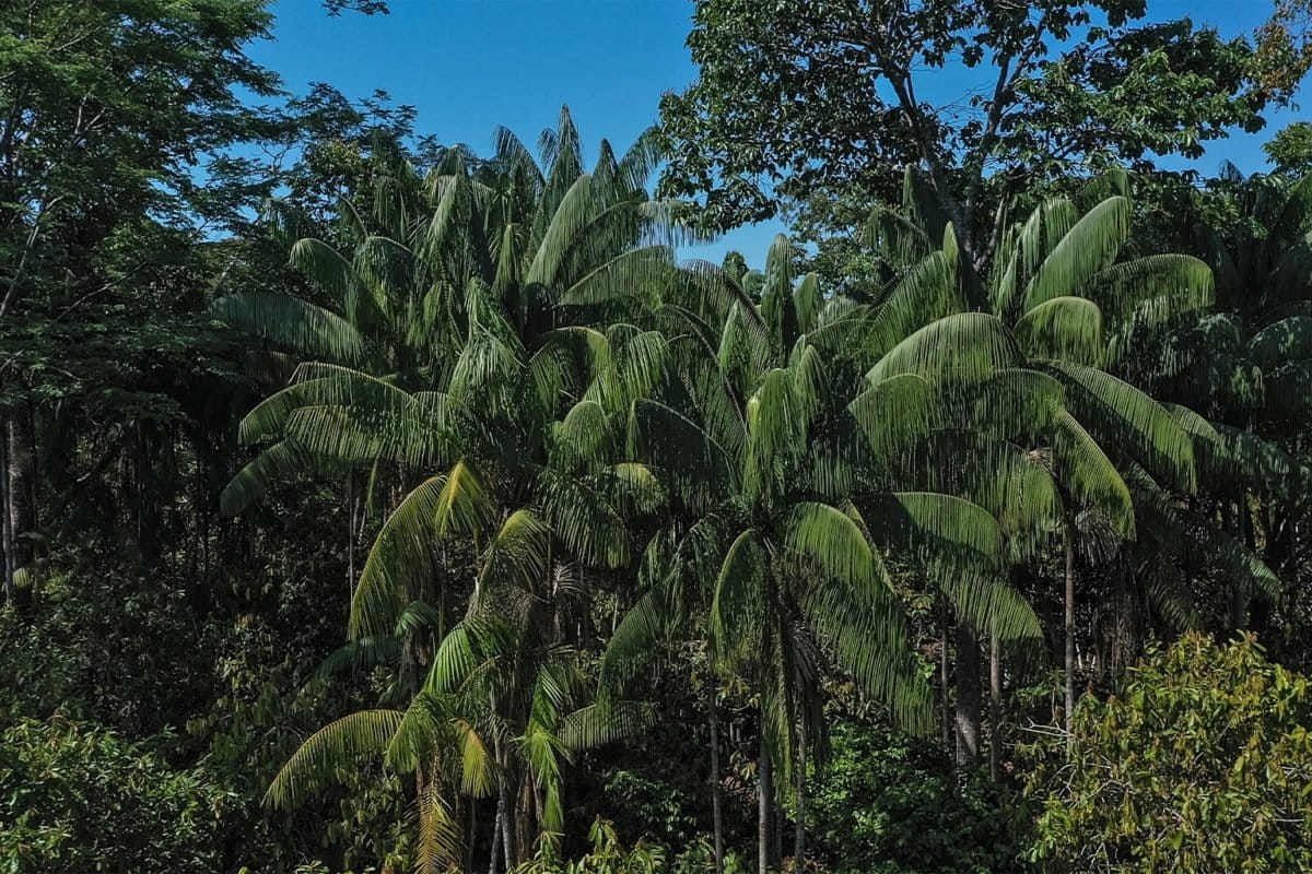 How agroforestry can restore degraded lands and provide income in the ...