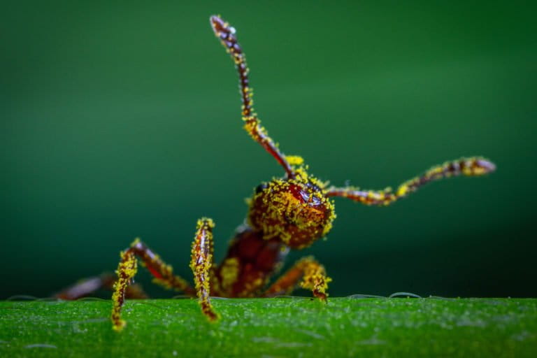 How many ants live on Earth? At least 20 quadrillion, scientists say