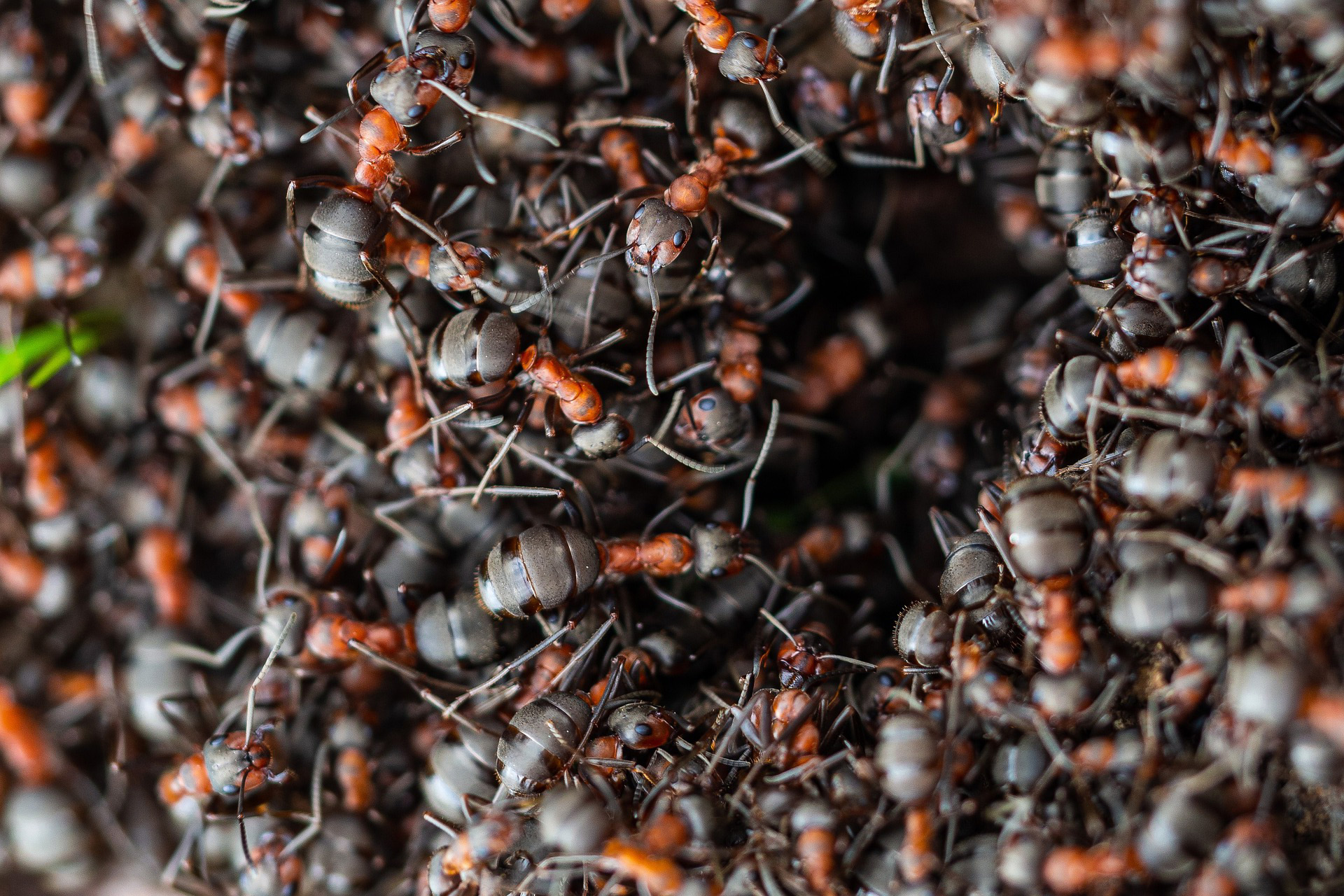 How Many Ants Live On Earth At Least 20 Quadrillion Scientists Say