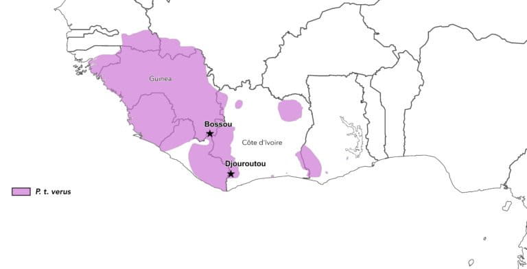 Chimpanzee nut cracking leaves telltale marks on stones, providing ...