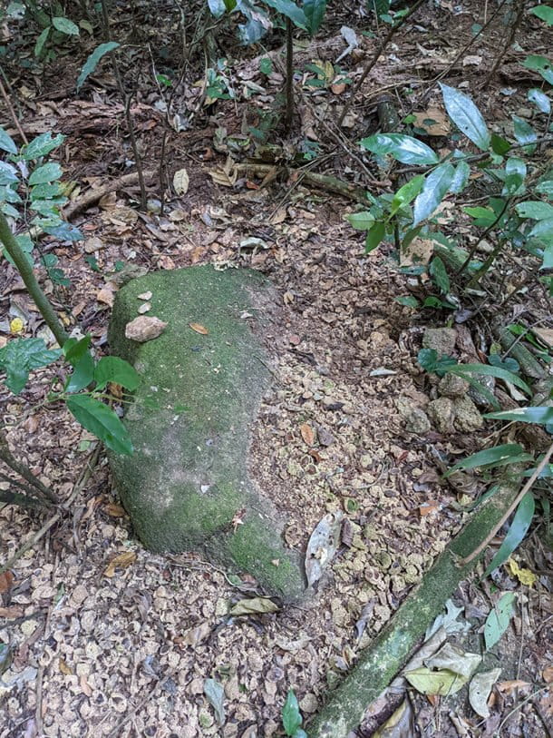 Chimpanzee nut cracking leaves telltale marks on stones, providing ...