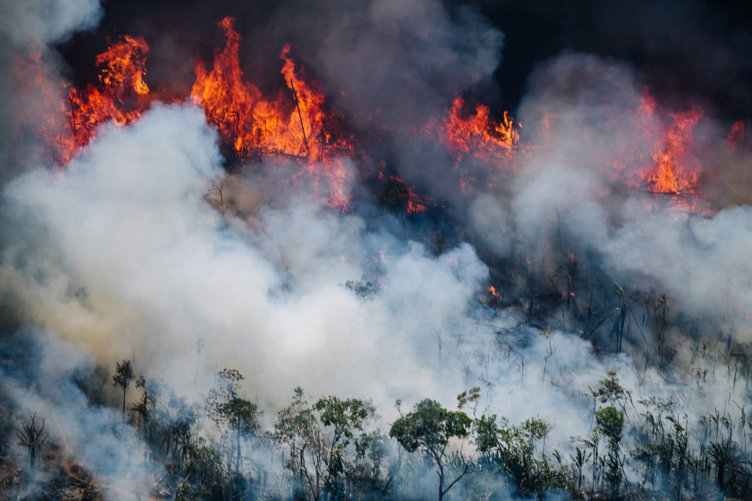 Deforestation accelerated in Brazil while climate talks were underway ...