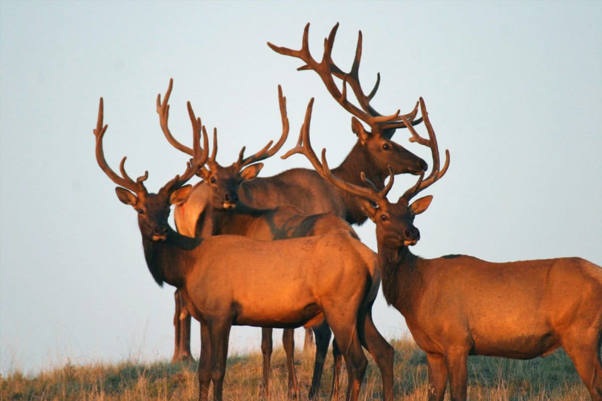 Counterintuitive: Large wild herbivores may help slow climate change