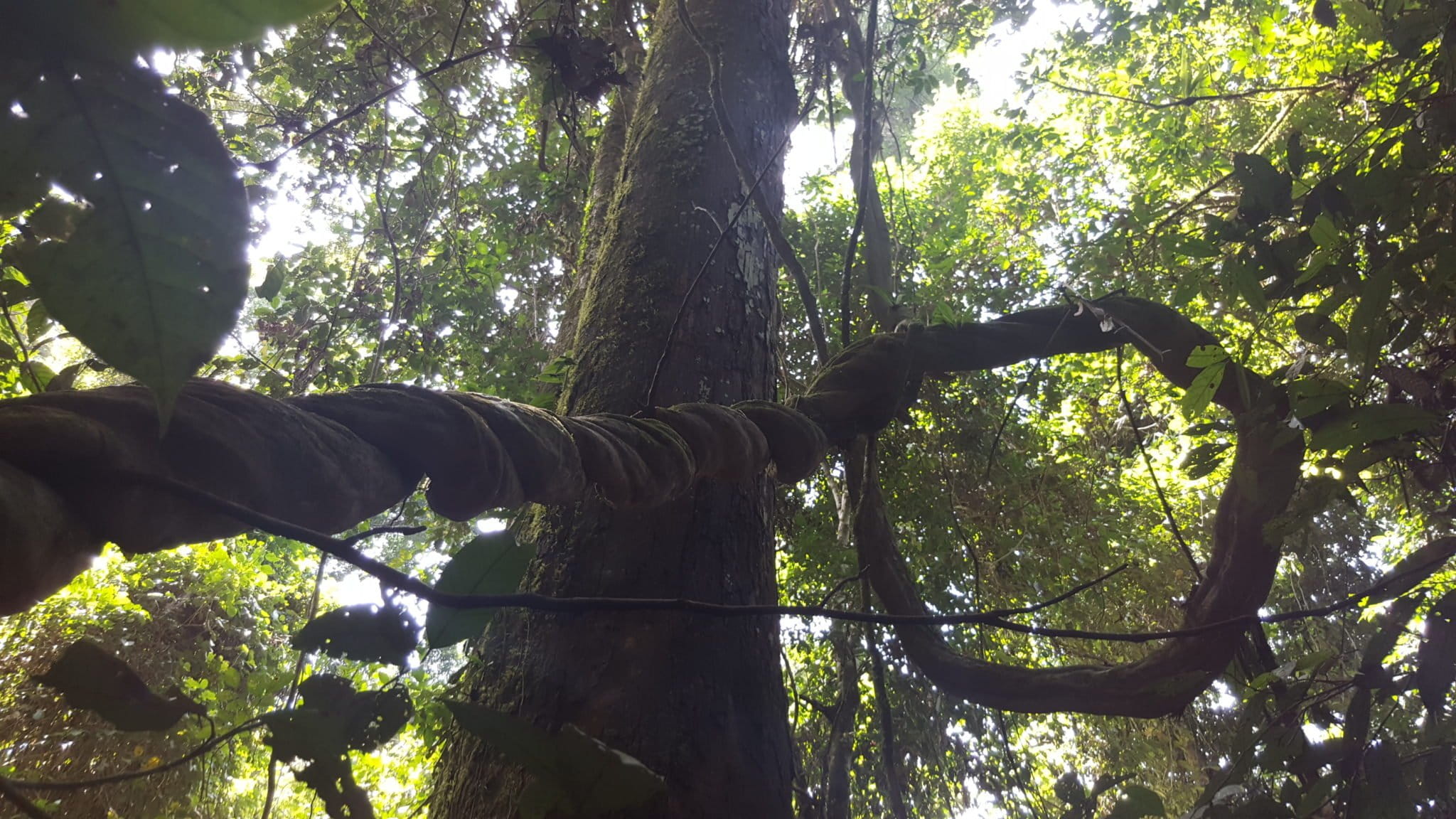 Lianas affect forest carbon uptake differently by region, study shows