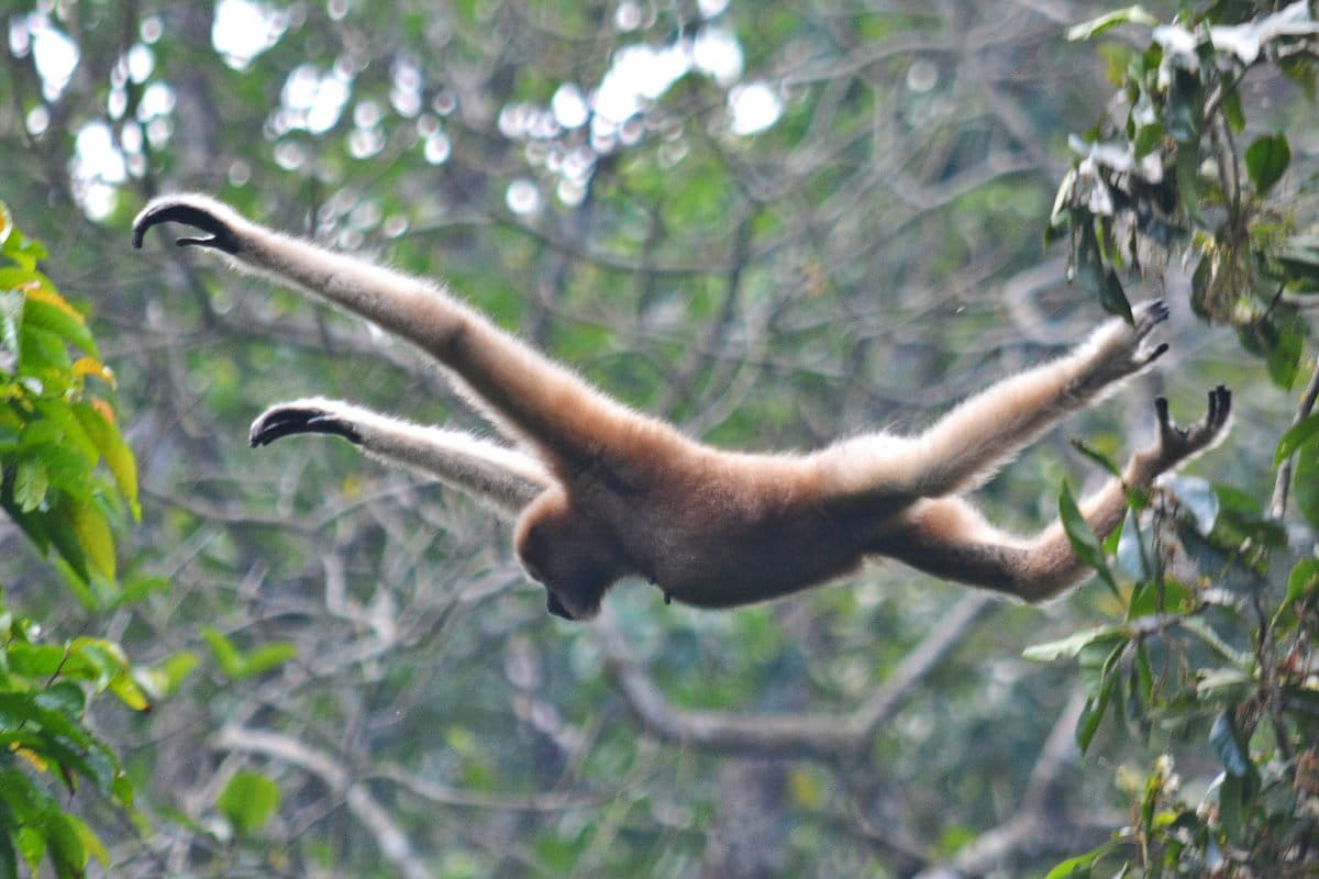 Trafficking and habitat loss spell doom for Bangladesh’s western hoolock gibbons