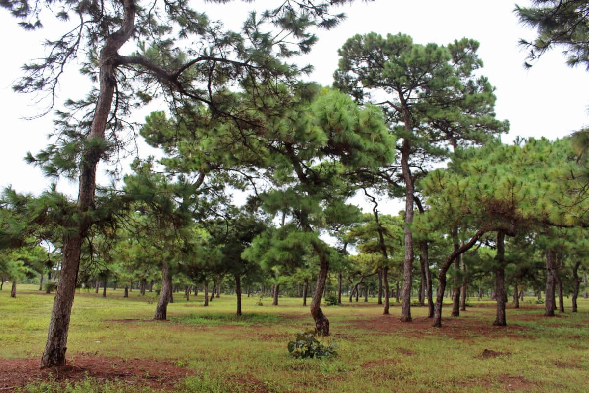 In Vietnam, a forest grown from the ashes of war falls to a resort project