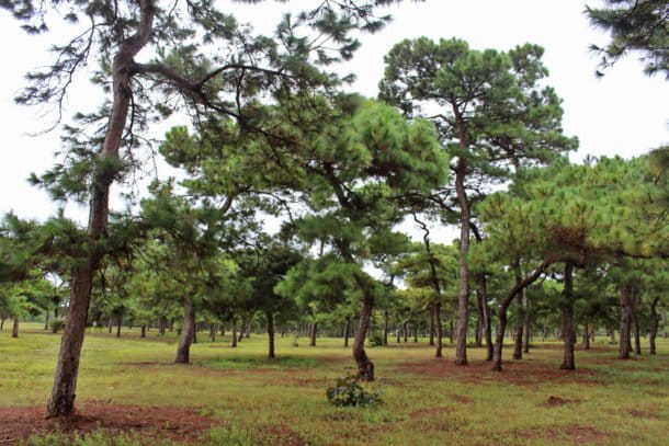 In Vietnam, a forest grown from the ashes of war falls to a resort project