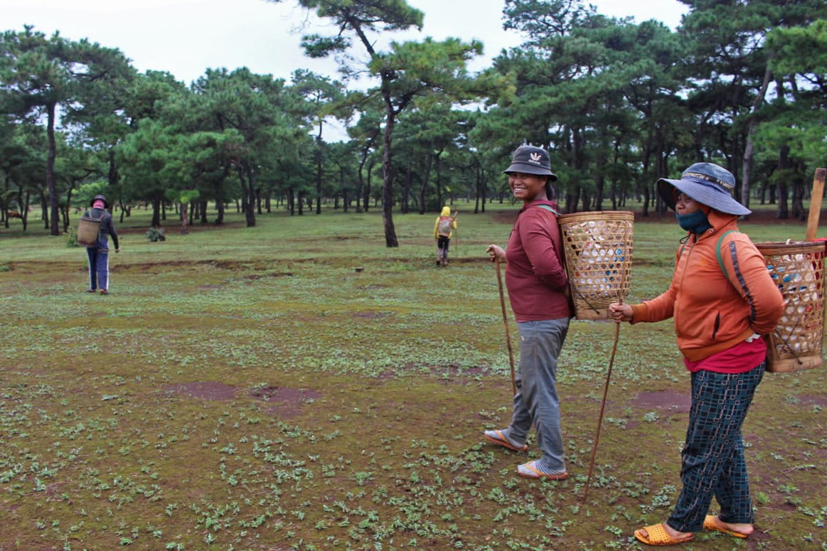 In Vietnam, a forest grown from the ashes of war falls to a resort project