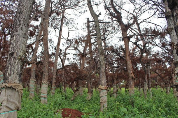 In Vietnam, a forest grown from the ashes of war falls to a resort project
