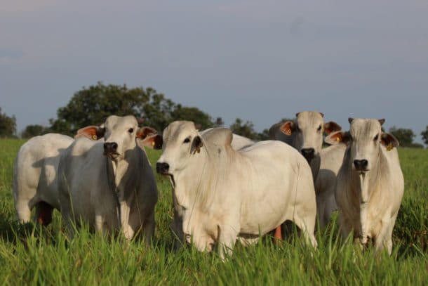 To cut emissions from cattle ranching, beef up the soil, study says