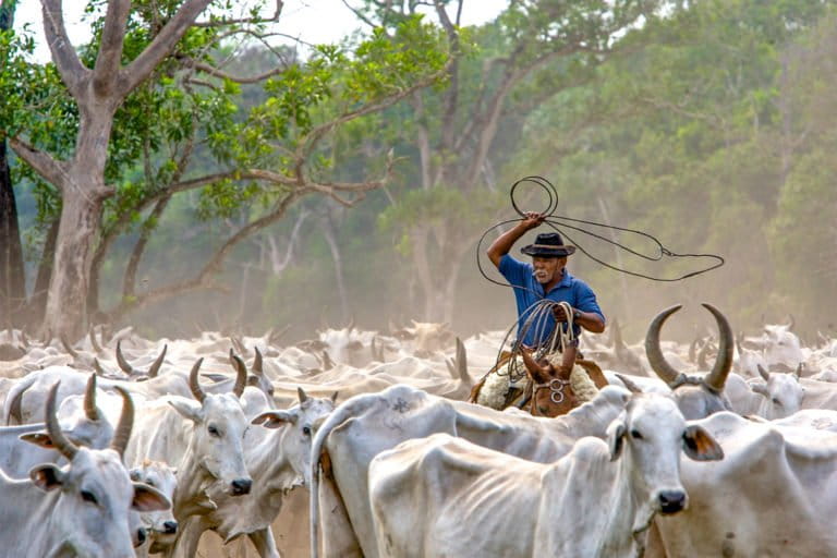 Brazil’s Pantanal is at risk of collapse, scientists say