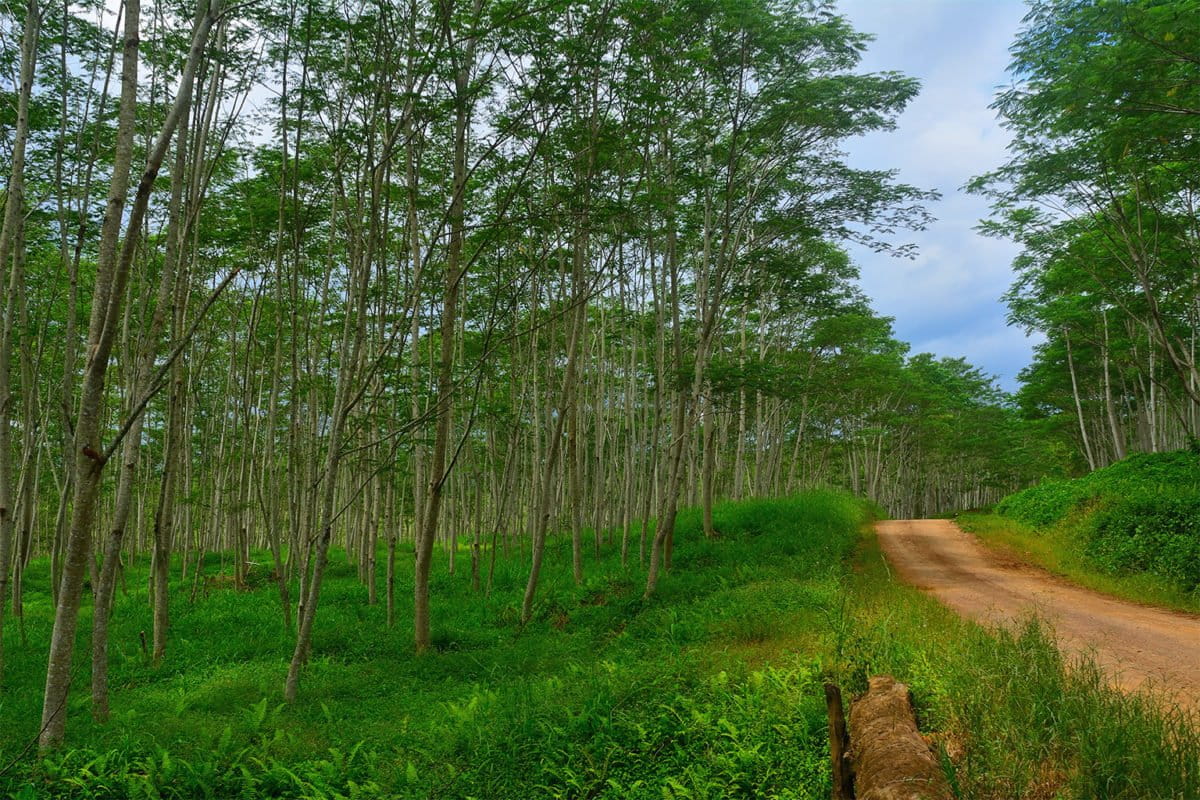 Dollars and chainsaws: Can timber production help fund global ...