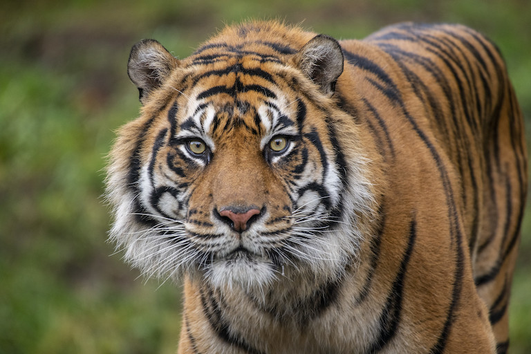 Sumatran tiger arrives at Tacoma captive-breeding program