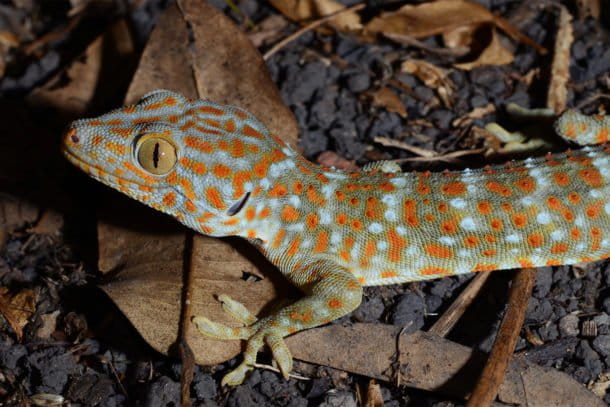 Rumors and misconceptions threaten tokay geckos in Bangladesh