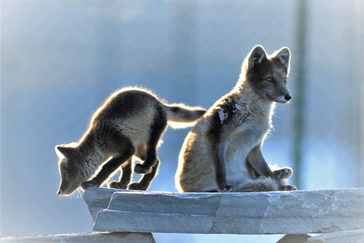 Protecting canids from planet-wide threats offers ecological opportunities