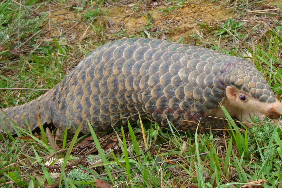China’s new pangolin quota for TCM sparks conservation concerns