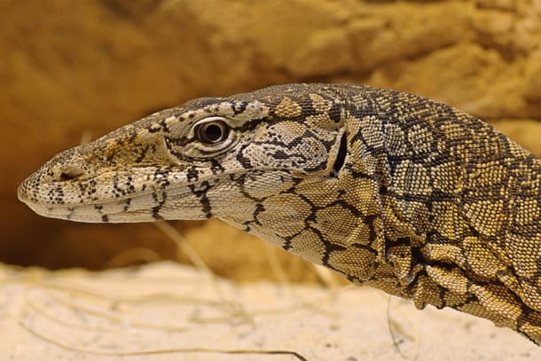 Understanding reptile intelligence can aid conservation and safeguard ...