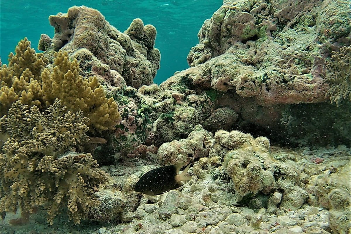 Invasive rats topple ecological domino that affects reef fish behavior