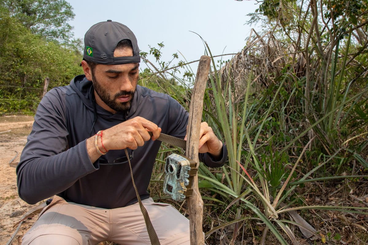 Ecotourism and education: Win-win solution for Pantanal jaguars and ...