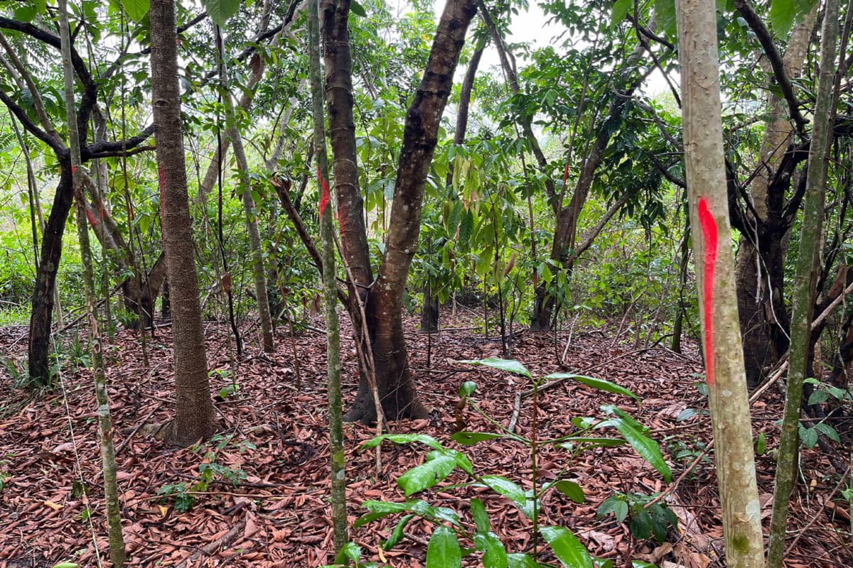 Reforesting the Amazon with the Miyawaki method - South Africa Today