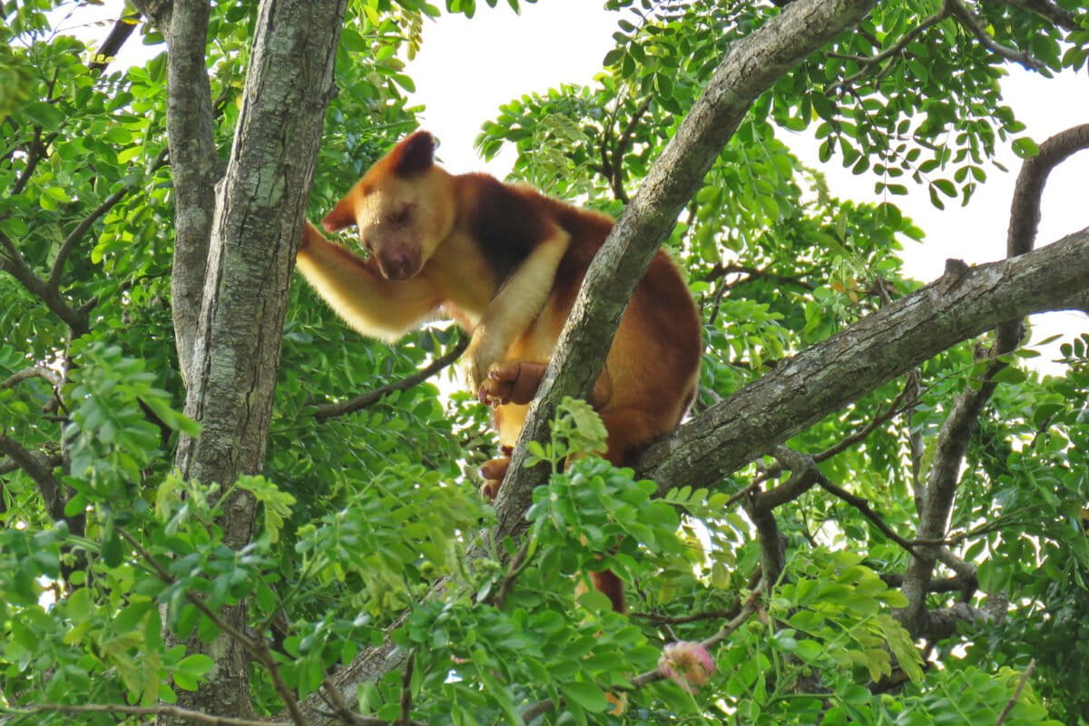 Logging threats loom over tree kangaroo refuge in Papua New Guinea