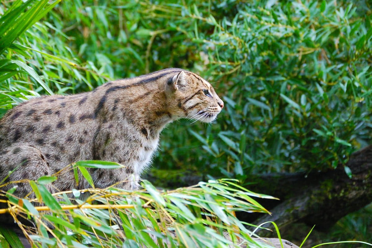 Plastic works its way up the food chain to hit fishing cats, study shows