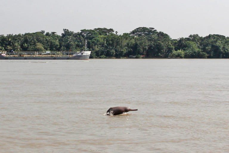 Banned but abundant, gillnets pose main threat to Bangladesh’s river ...
