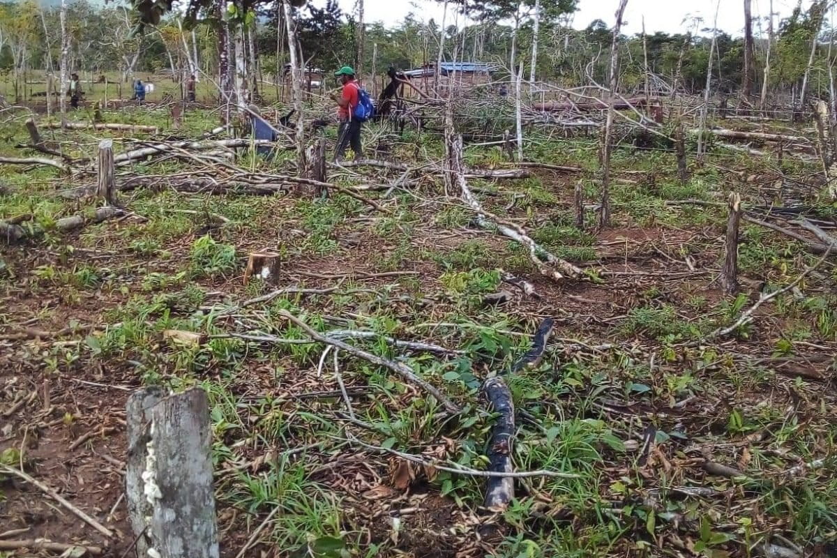 Indigenous communities threatened as deforestation rises in Nicaraguan ...