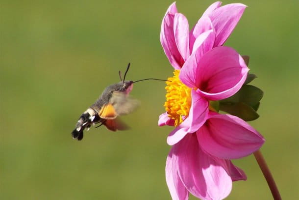 Pollinator declines linked to half million early human deaths annually ...