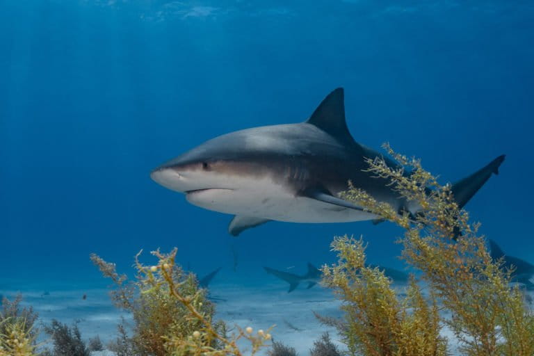 Good fisheries management, if enforced, can help sharks and rays recover