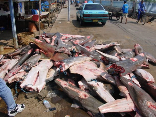 Study: Paying fishers to ease off sharks and rays is cost-effective ...