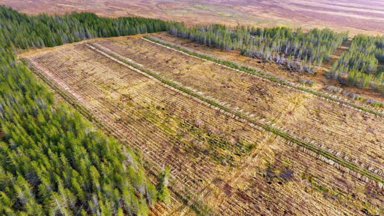 Peatland restoration in temperate nations could be carbon storage bonanza