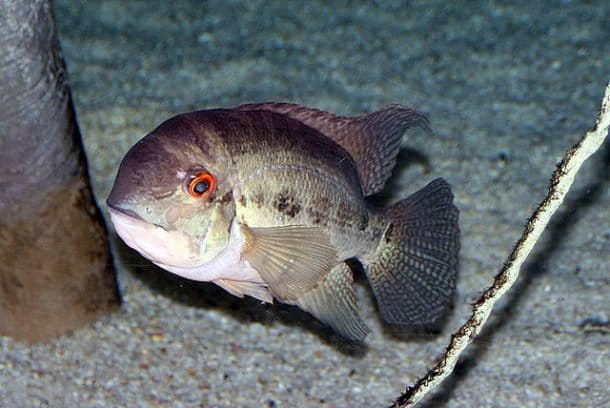 Climate change makes its presence felt in the Amazon’s shrinking fish