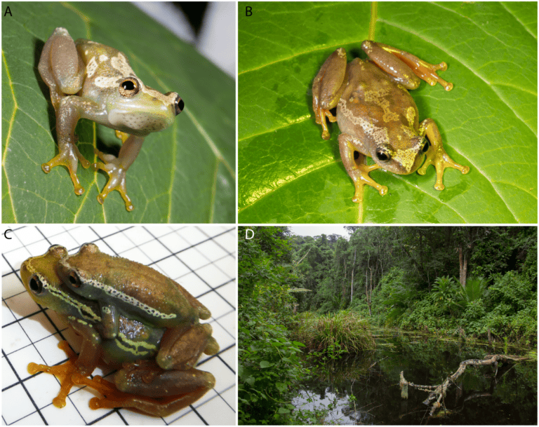 No croak: New silent frog species described from Tanzania’s ‘sky island ...