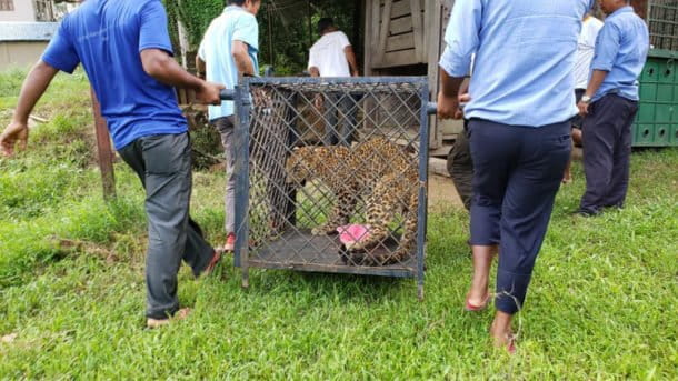 ‘Predator-proof’ husbandry could help curb human-leopard conflict in Nepal: Study