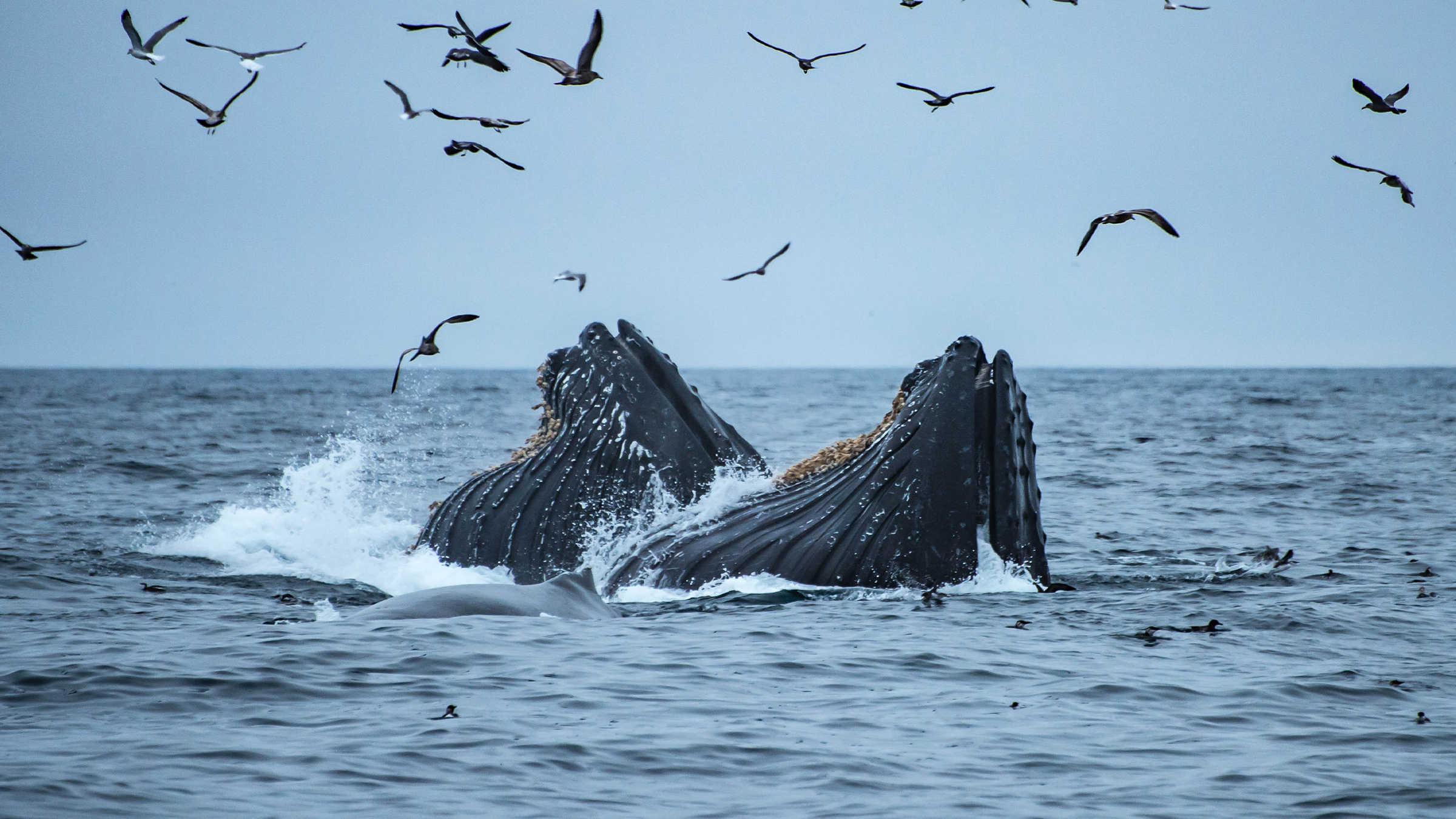 Potential impact on whales overlooked as deep-sea mining looks set to ...