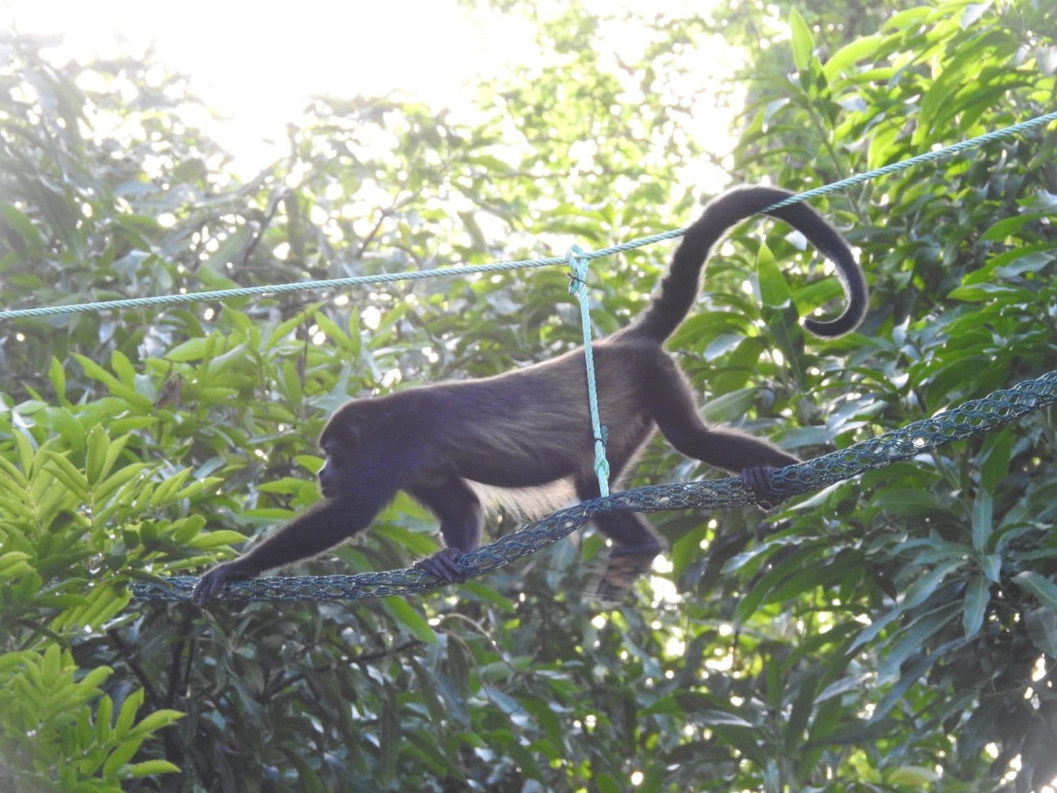 Swinging to safety: How canopy bridges may save Costa Rica’s howlers