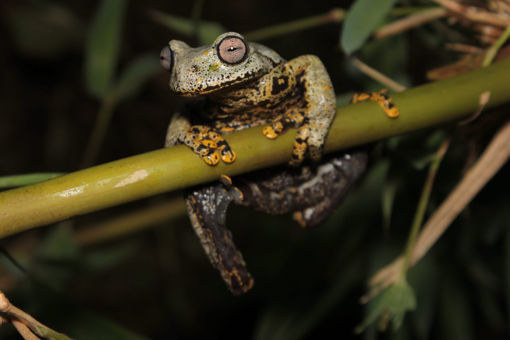 New species of ‘Tolkien frog’ emerges from Middle Earth of Ecuadoran ...
