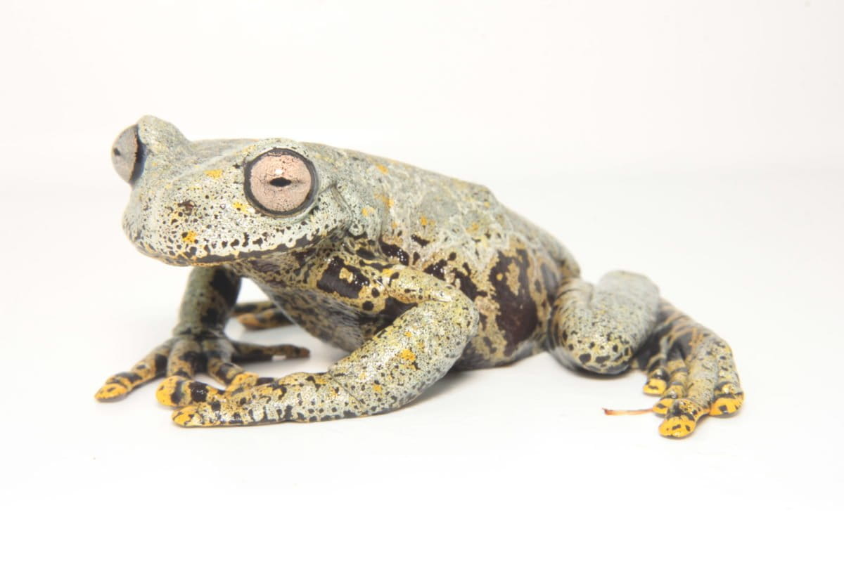 New species of ‘Tolkien frog’ emerges from Middle Earth of Ecuadoran Andes
