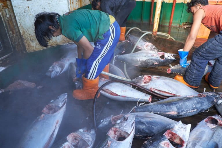 U.S. grocery chains flunk sustainability, human rights tests for tuna ...