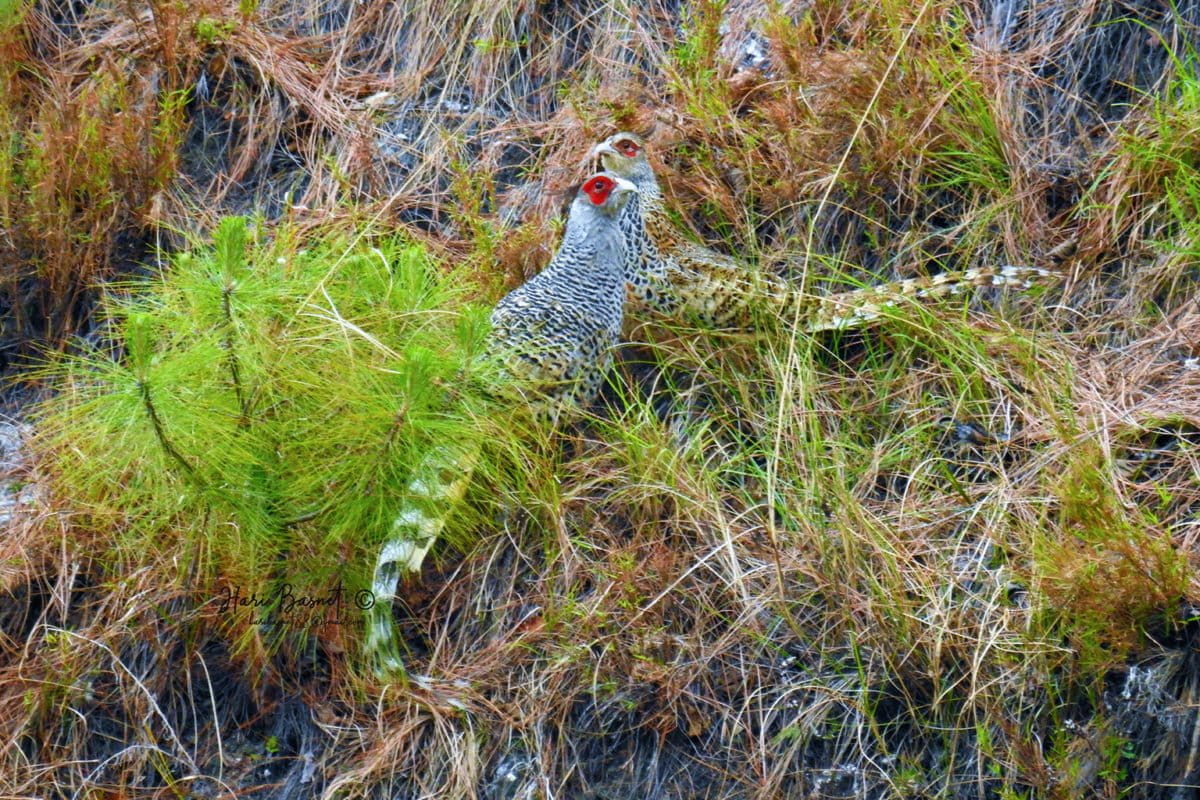 Mating season rings death knell for cheer pheasants in Nepal’s western ...