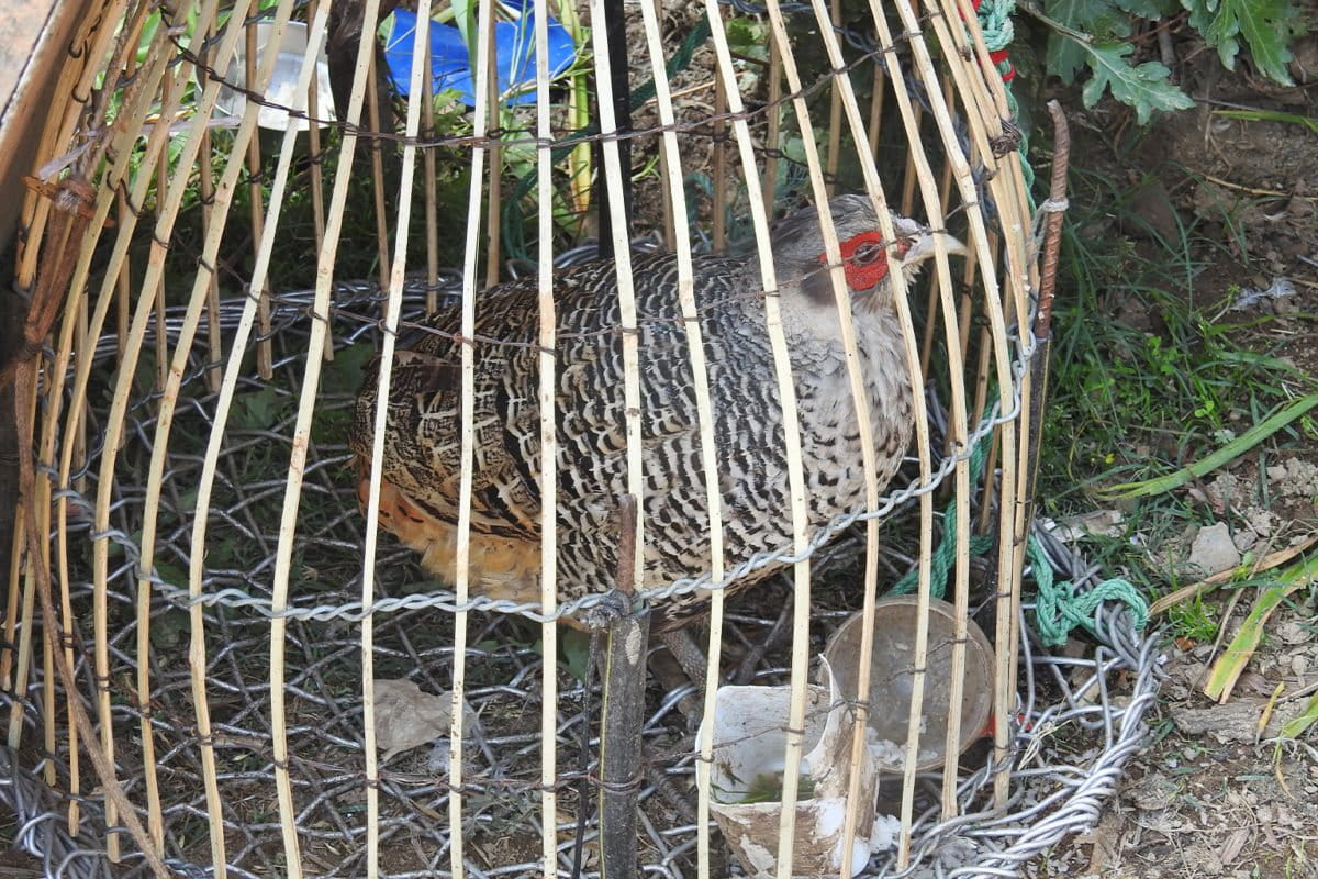 Mating season rings death knell for cheer pheasants in Nepal’s western ...
