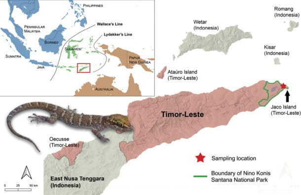 New gecko species from Timor-Leste hints at island’s unknown diversity