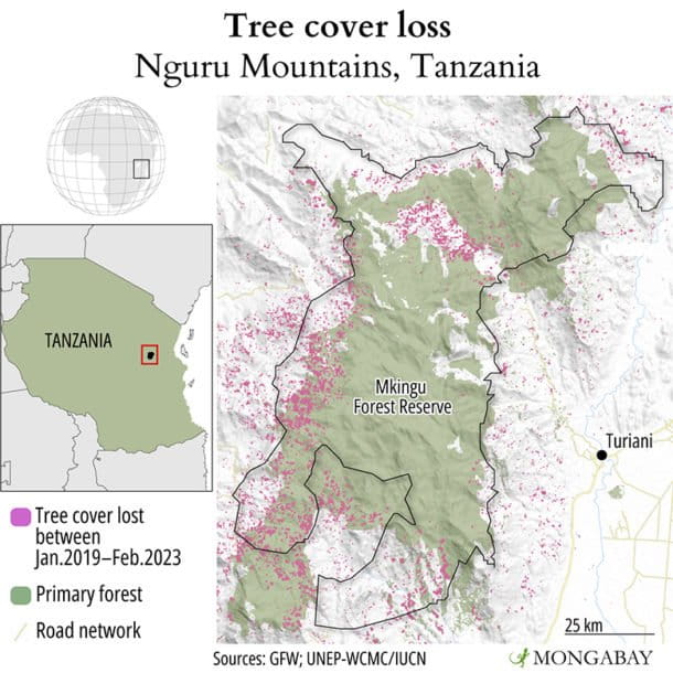 Six newly described chameleon species reflect Tanzania’s Eastern Arc ...