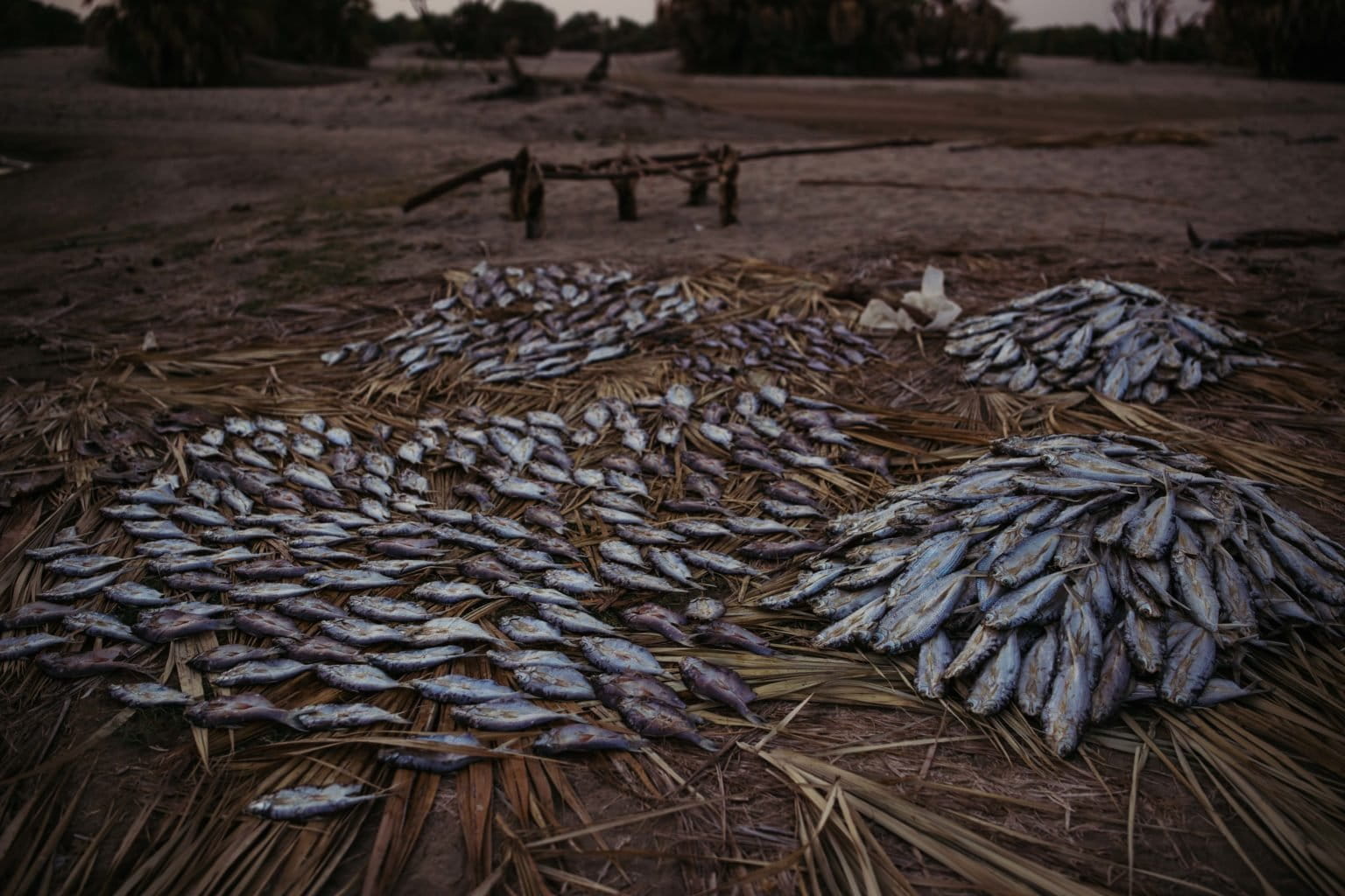 Herders turn to fishing in the desert amid severe drought, putting ...