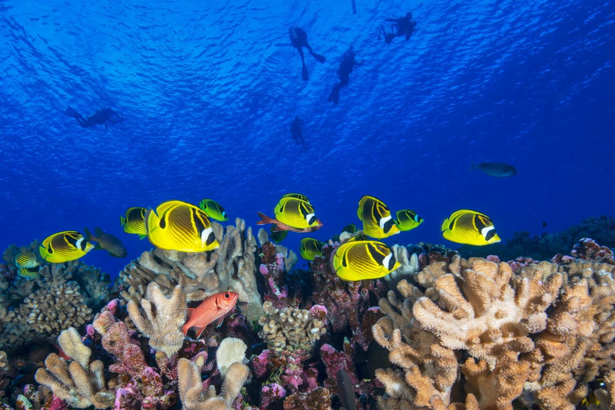 Reef damage from 2024 Olympics surfing venue is avoidable (commentary)