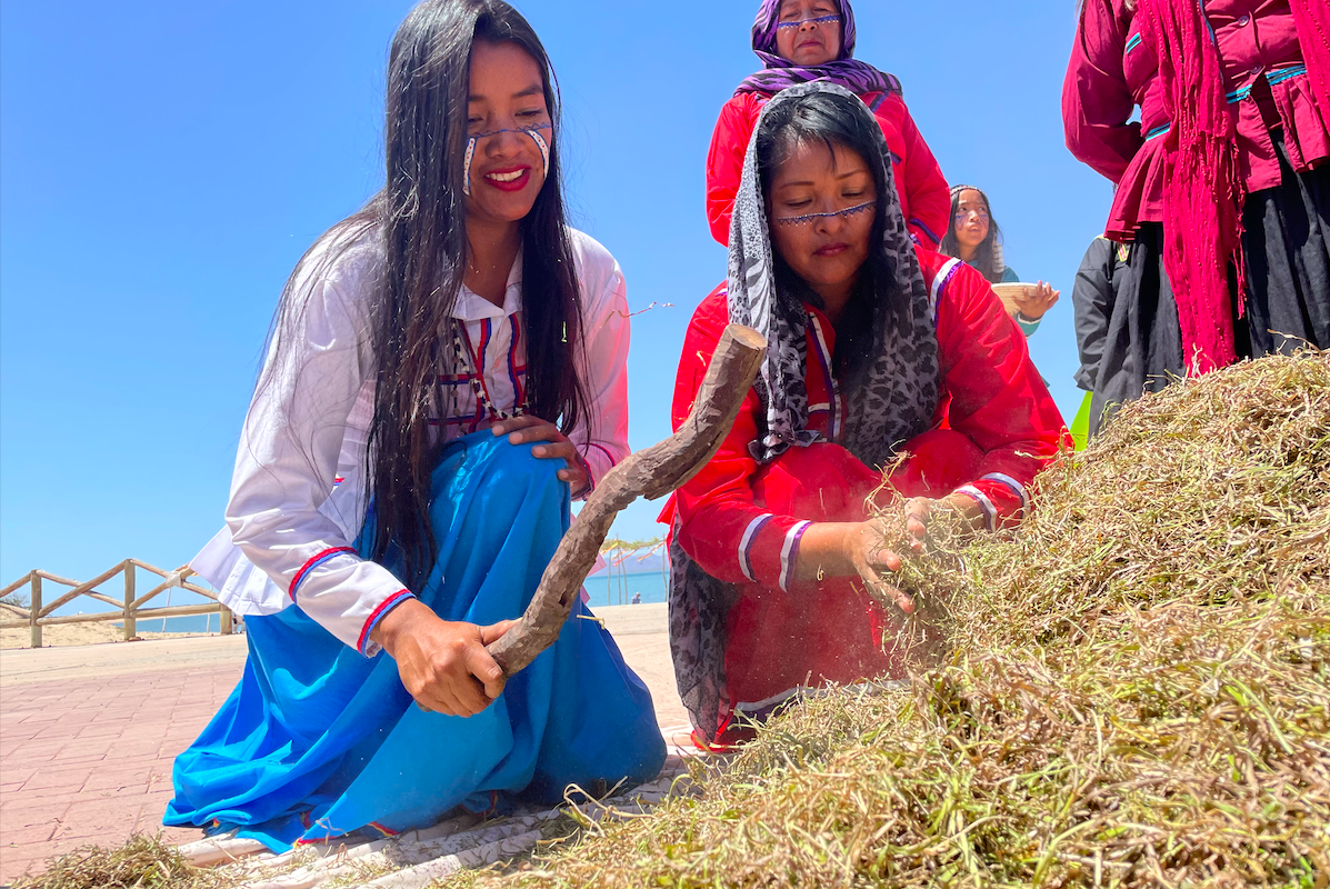 Indigenous Comcaac serve up an oceanic grain to preserve seagrass meadows