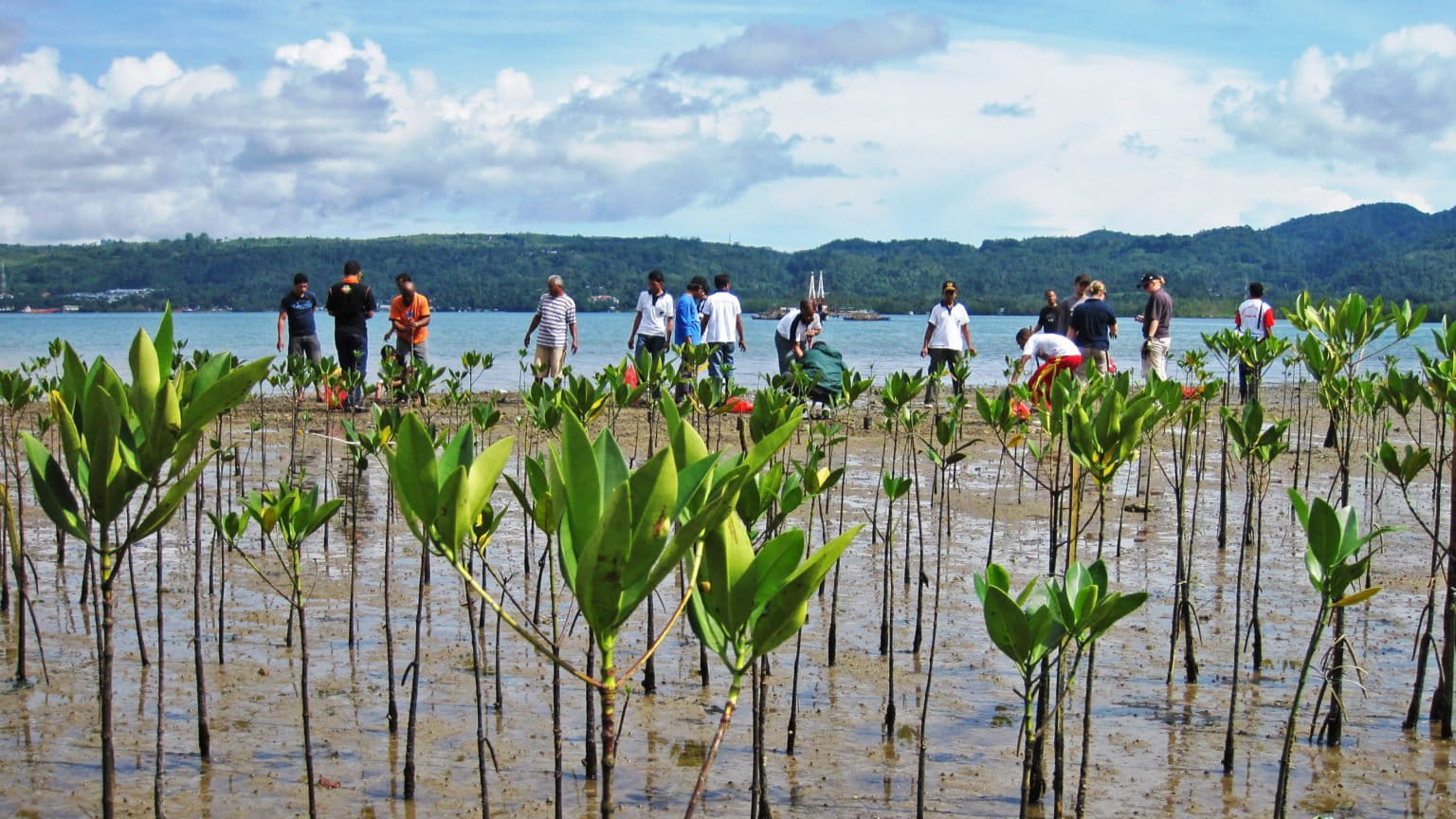 How are mangrove restoration projects doing? Interview with Tom Worthington