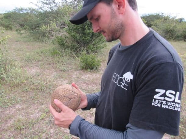 Brazilian 3-banded armadillo benefits from community conservation in Bahia